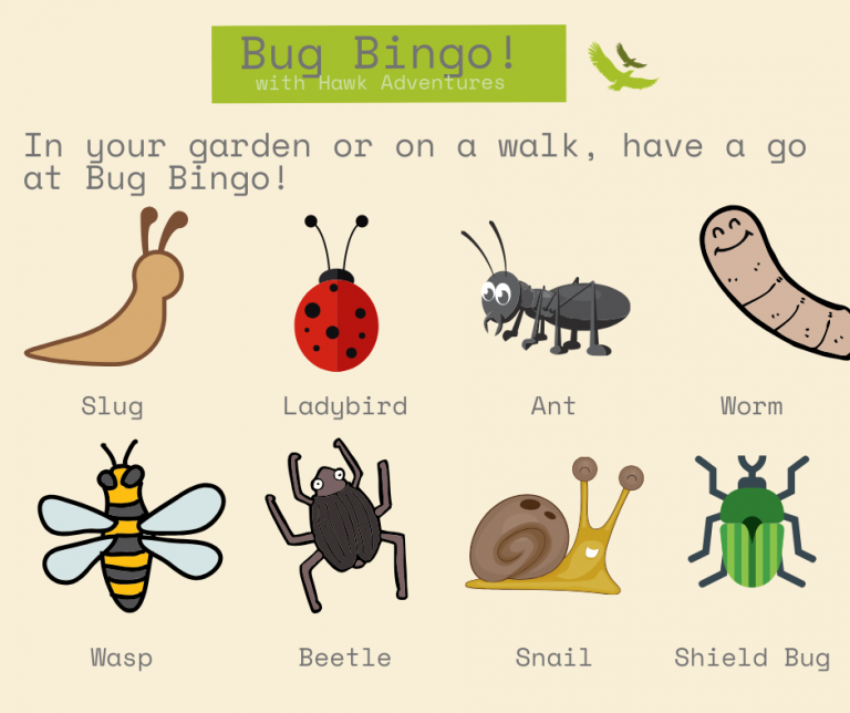 Family Activity - Bug Bingo | Hawk Adventures